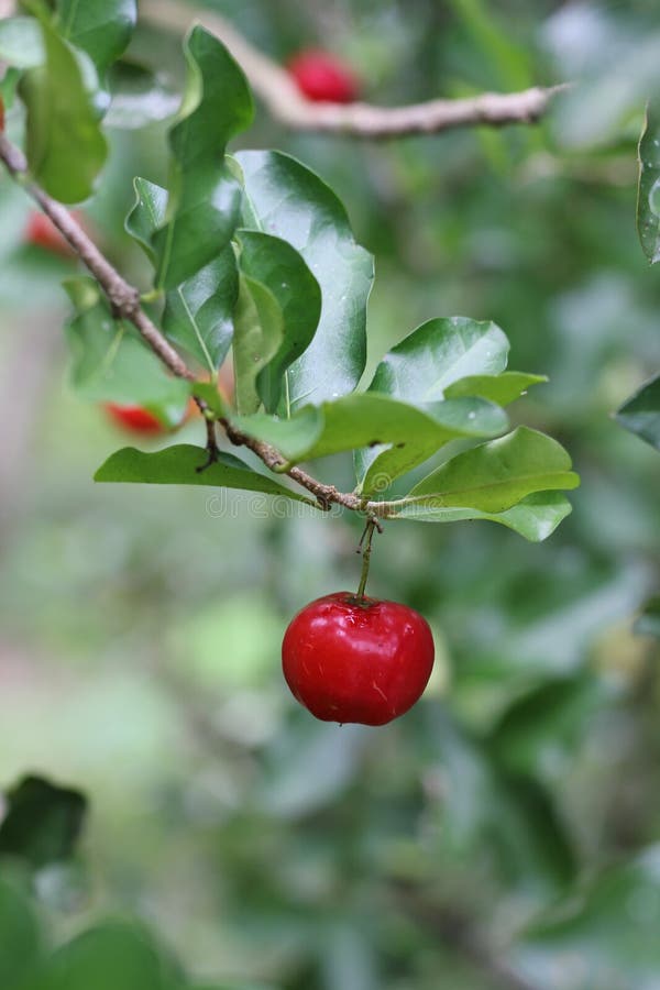 Barbados Cherry on tree stock image. Image of fruit - 158435285