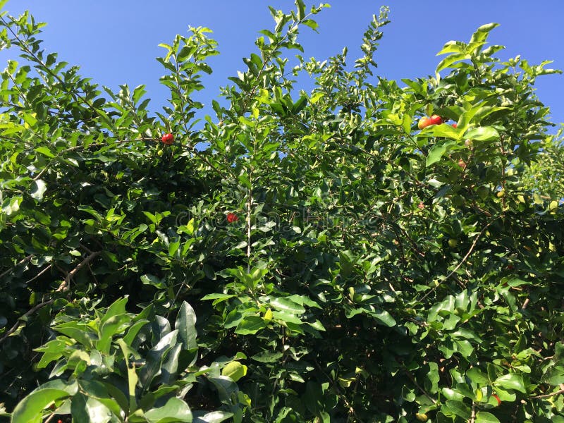 Barbados cherry tree stock photo. Image of growth, berry - 96223872