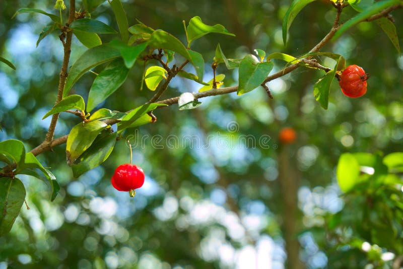 Barbados cherry on tree. stock image. Image of acerola - 83075015