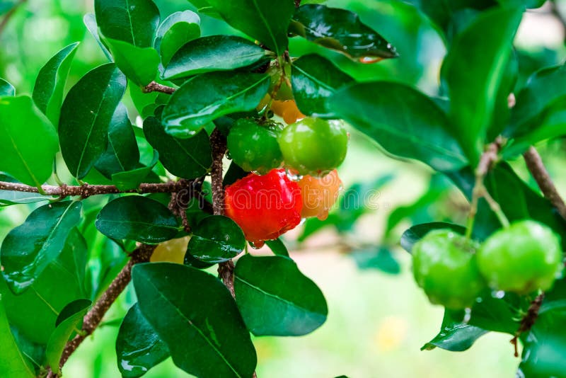 Barbados cherry on tree stock photo. Image of acerola - 144238638