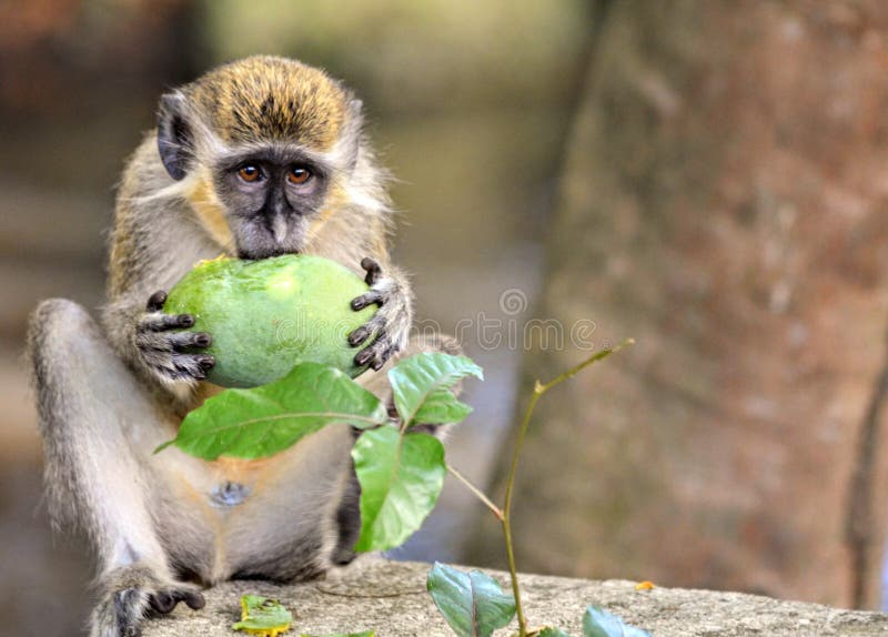 Barbados Green Monkey stock photo. Image of livestock - 132404134