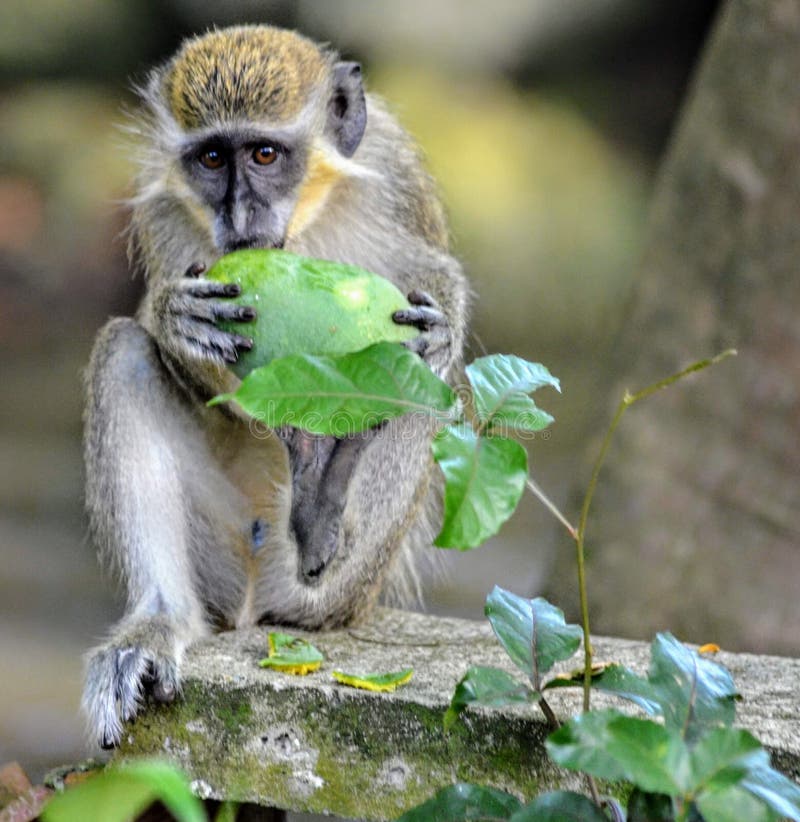 Barbados Green Monkey stock image. Image of closeup - 132404065