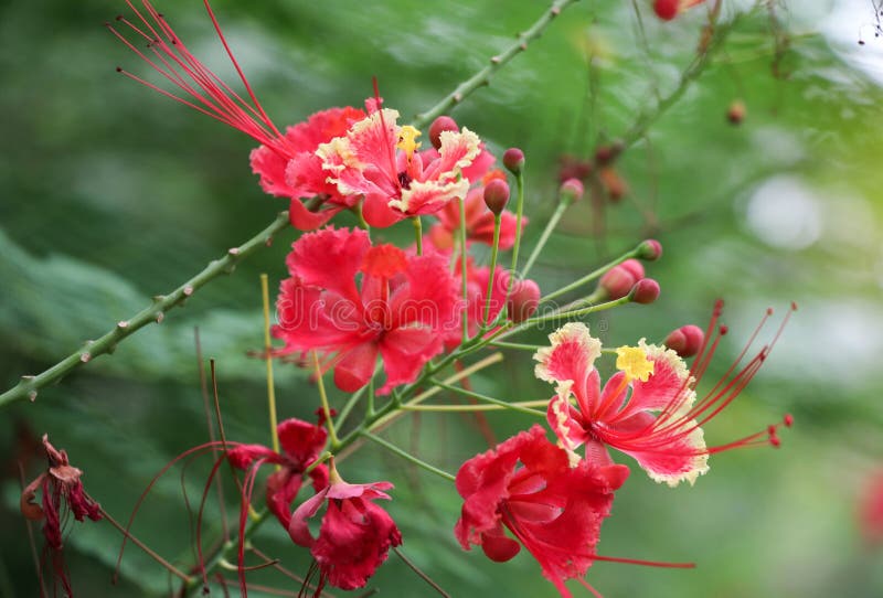 Barbados Pride Red Color Beautiful on Branch Tree Stock Image - Image ...