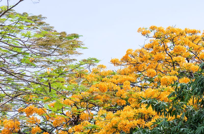 Barbadose Pride Tree is Blooming. Stock Image - Image of flamboyant ...
