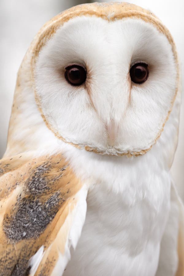 Barbagianni fotografia stock. Immagine di uccello, predatore - 29287512