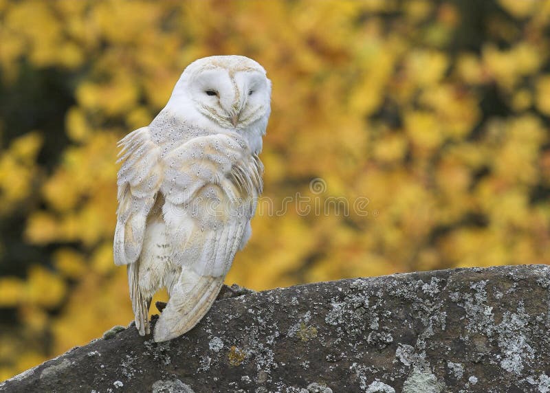 Barbagianni Immagine. Immagine: 3726528