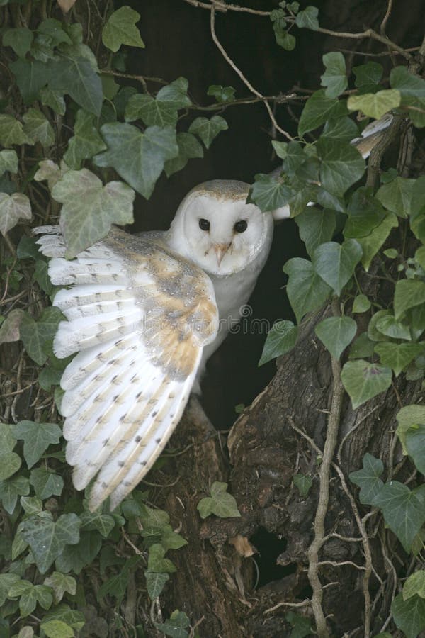Barbagianni, tyto alba fotografia stock. Immagine di costruzioni - 35141802