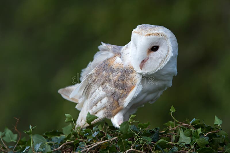 Barbagianni (tyto alba) fotografia stock. Immagine di aviario - 64481206