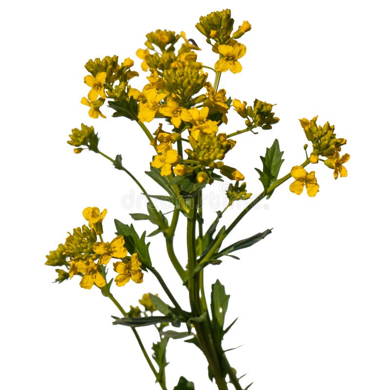 Barbarea vulgaris stock image. Image of barbara, colorful - 93481813