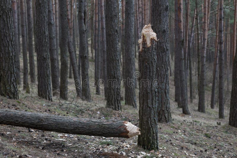 Barbaric Method Stock Photos - Free & Royalty-Free Stock Photos from ...