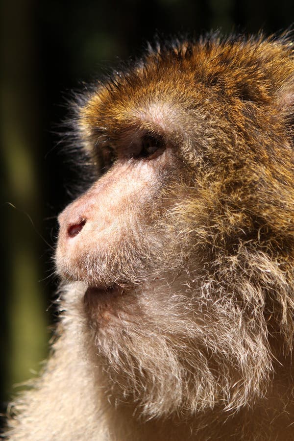 Barbary Ape stock photo. Image of gnarled, macaca, blasted - 15243780