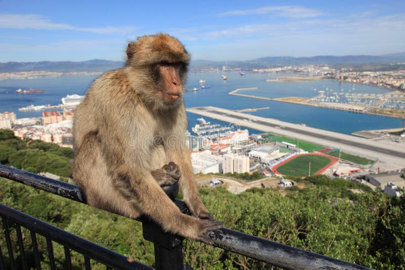Barbary Ape stock image. Image of naughty, macaque, rock - 37246489