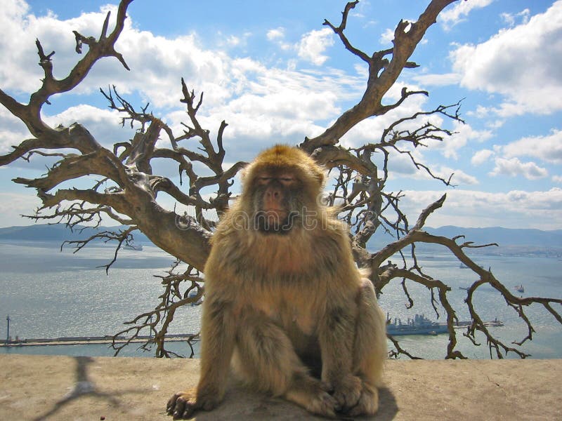 Barbary ape stock photo. Image of colony, harbour, wall - 84634
