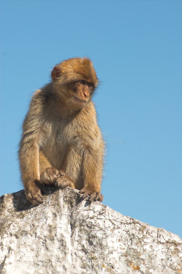 Wild Ape in Gibraltar editorial photo. Image of magot - 134129791