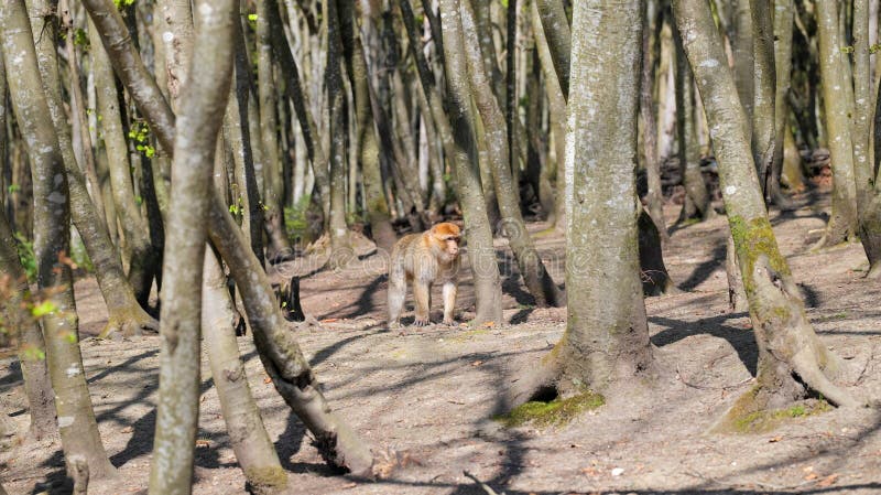 A Barbary Ape in the Middle of a Forest between Bare Tree Trunks Stock ...