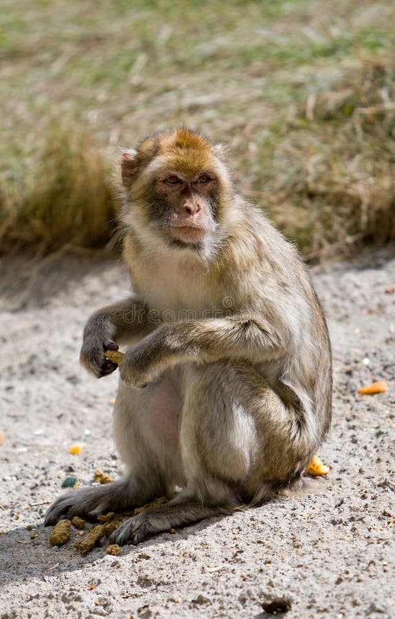 Barbary Ape Sitting on Concrete Stock Photo - Image of macaca, simian ...