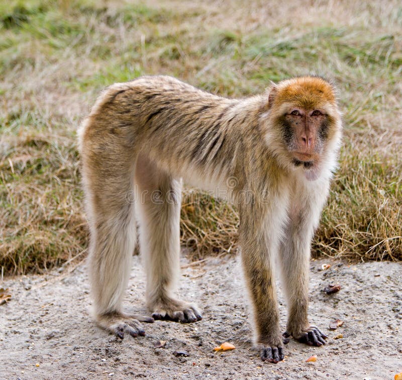 Barbary Ape Standing on Concrete Stock Image - Image of animal, primate ...