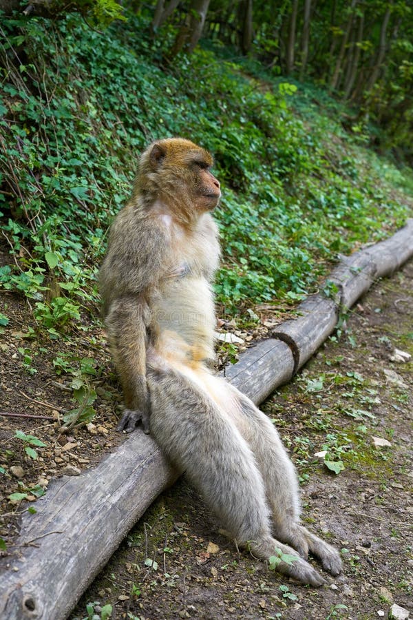 Barbary Apes Macaca Sylvanus Macaque Monkey Stock Image - Image of ...