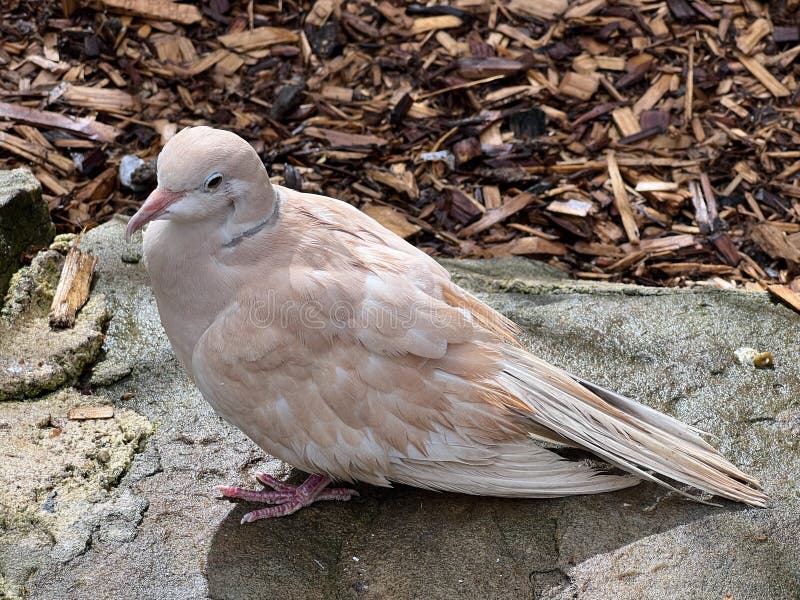 Barbary dove pair stock image. Image of nest, lemon - 138740665