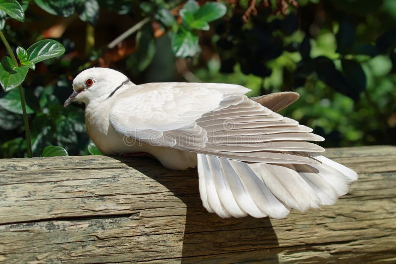 Barbary dove stock image. Image of perched, eyes, african - 51453141