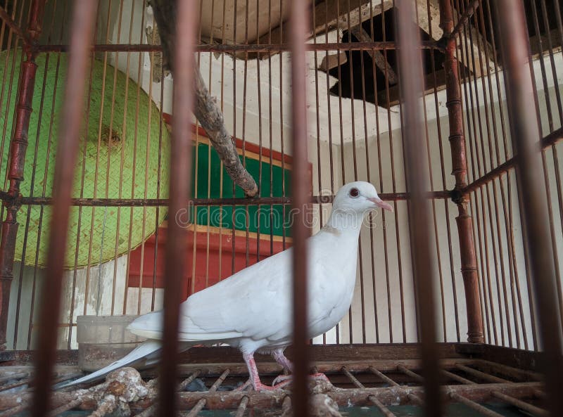 Barbary dove in a cage stock photo. Image of dove, wildlife - 265330100