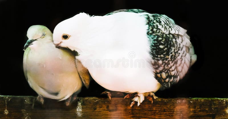 Barbary dove pair stock image. Image of nest, lemon - 138740665
