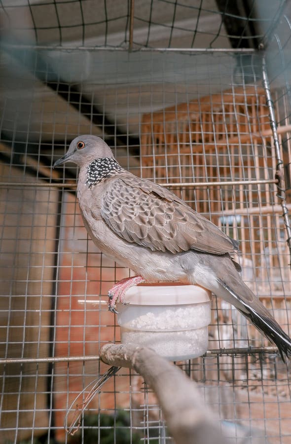 The Barbary Dove, Ringed Turtle, Ringneck, Ring-necked Turtle, or Ring ...