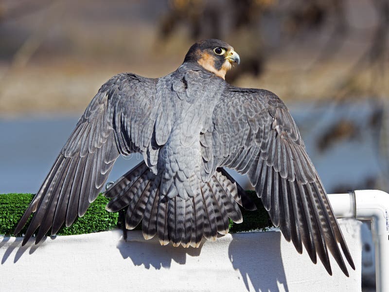 Barbary Falcon stock image. Image of national, view, wildlife - 62821613