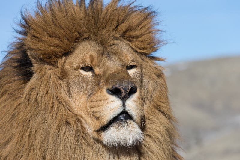 Der Barbary-Löwe Ist Ein Population Pantheralöwen Löwe in Nordafrika ...