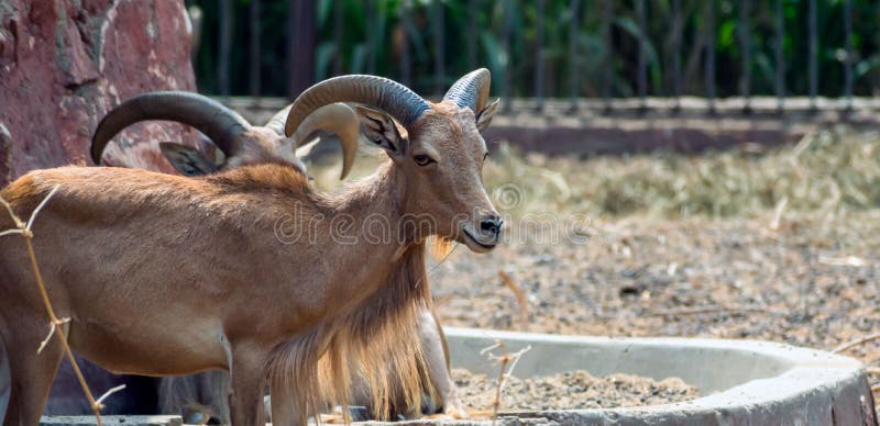 Barbary Lamb(barbary Ram) in the Farm Stock Photo - Image of nature ...