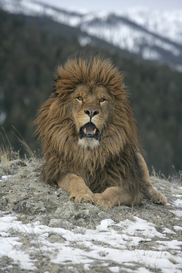 Barbary Lejon, Panthera Leo Leo Arkivfoto - Bild av djurliv, tungt ...