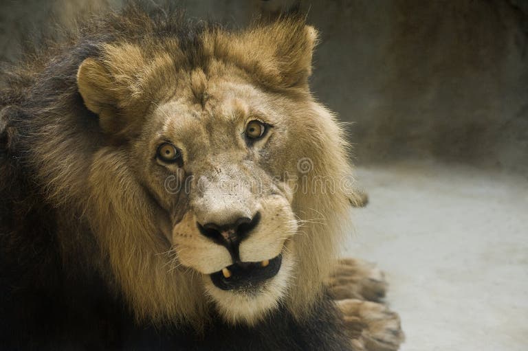 1,215 Lion Spots Stock Photos - Free & Royalty-Free Stock Photos from ...