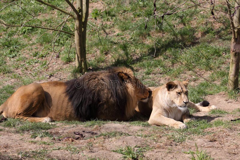 Barbary lion stock photo. Image of nature, lion, nubian - 19212756