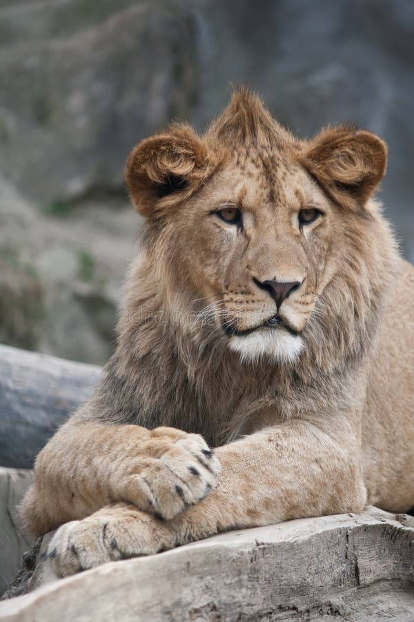 Barbary lion stock photo. Image of panthera, lion, animal - 21283184