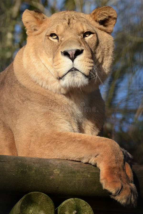 Barbary Lion stock photo. Image of wild, extinct, atlas - 22745510