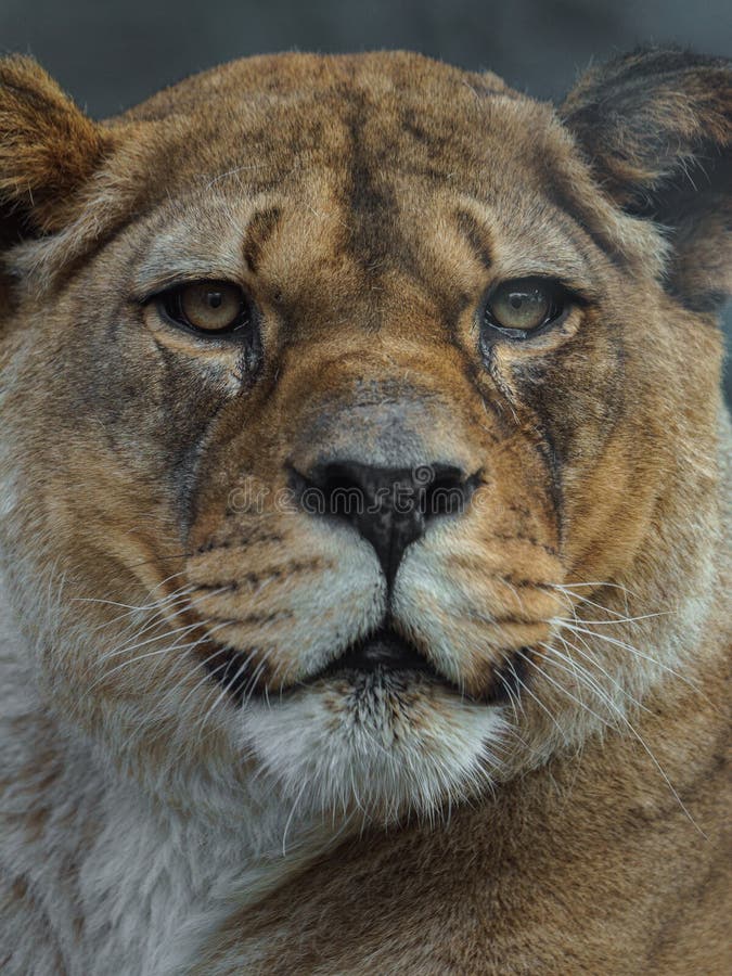 Barbary lion stock image. Image of african, national - 269865381