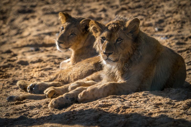 Barbary Lion in Nature Park Stock Image - Image of king, barbary: 272568851