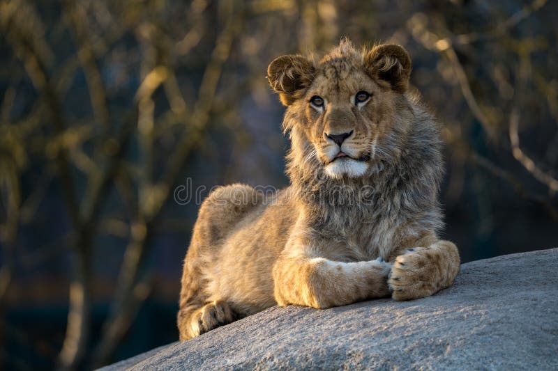 Barbary Lion in Nature Park Stock Image - Image of face, lioness: 272568995