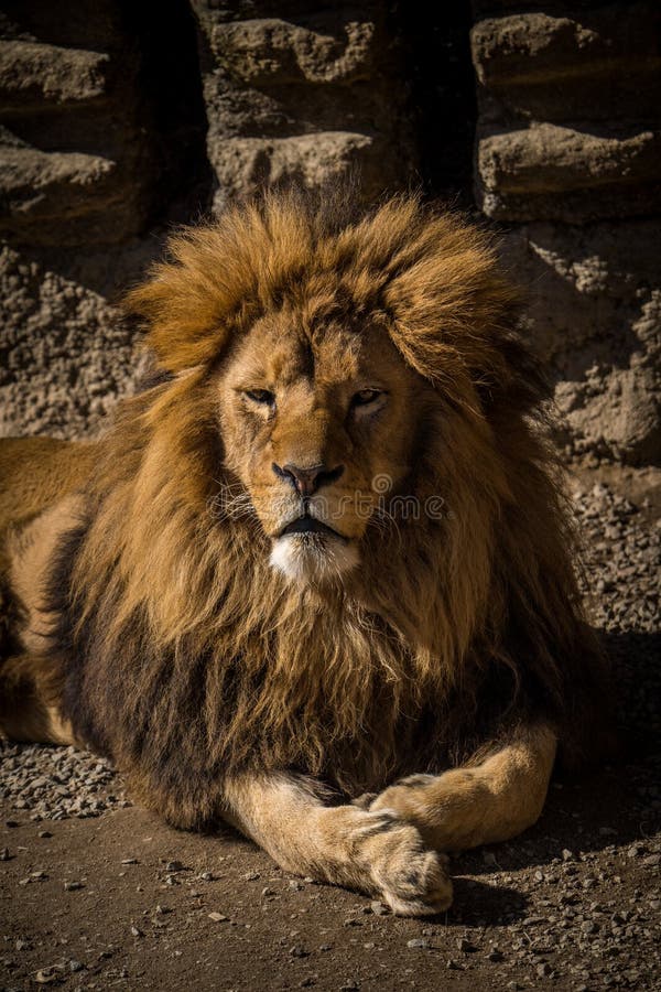 Barbary Lion in Nature Park Stock Image - Image of large, animal: 272569123