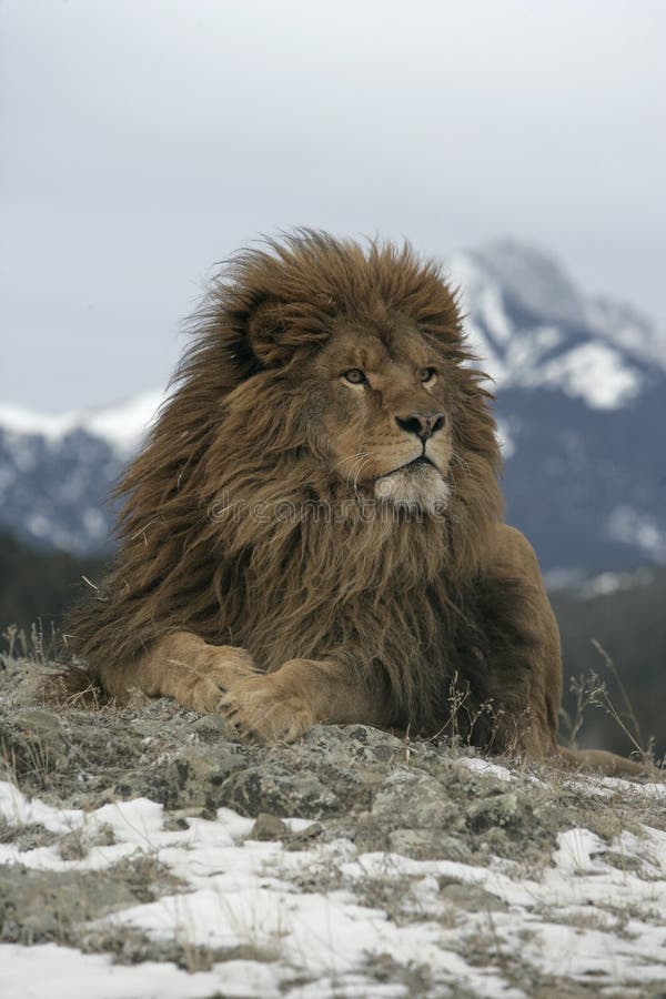 Barbary Lion, Panthera Leo Leo Stock Image - Image of panthera, heavy ... Barbary Lion, Panthera Leo Leo Stock Image - Image of panthera, heavy ...