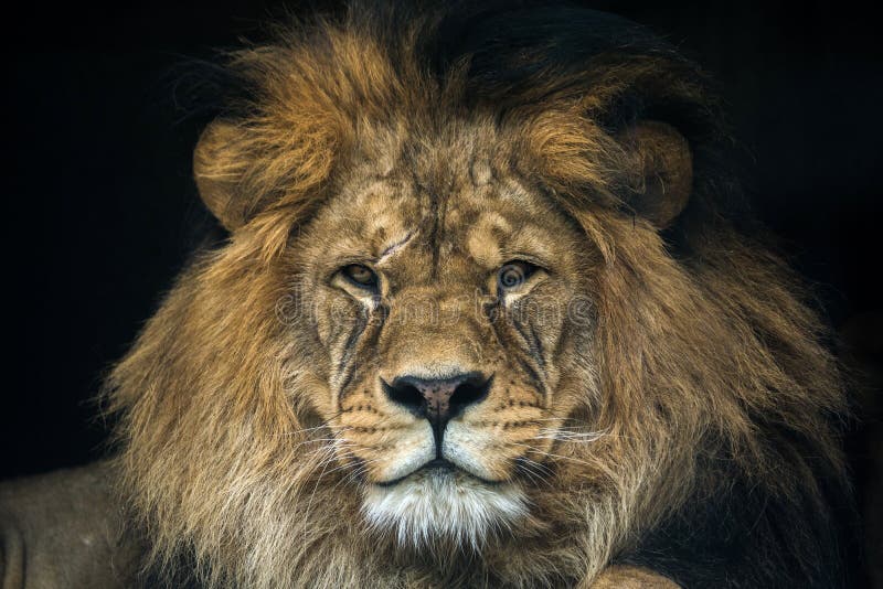 Barbary Lion Portrait in Nature Park Stock Image - Image of wildlife ...
