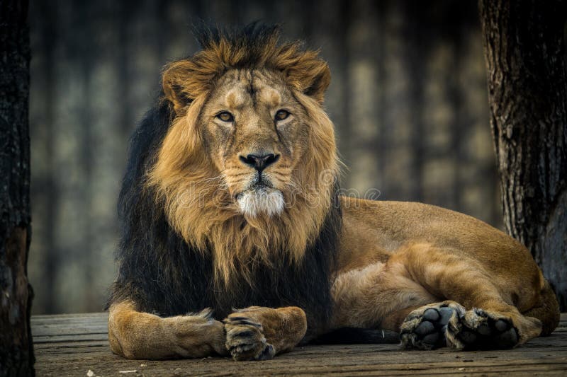 Barbary Lion Portrait in Nature Park Stock Photo - Image of carnivore ...