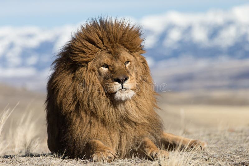 Barbary Lion's Instagram, Twitter & Facebook on IDCrawl