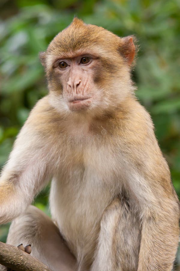 Barbary Macaque stock image. Image of wildlife, monkey - 21121369