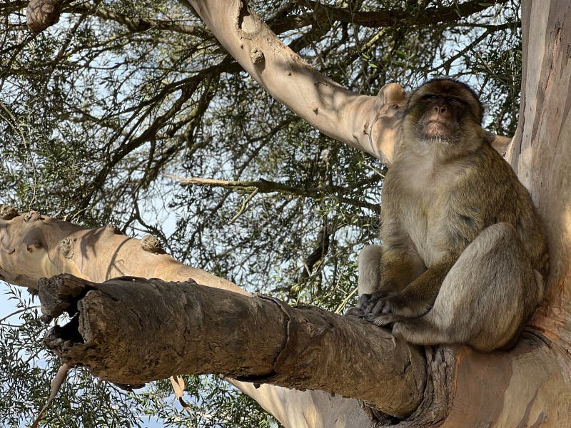 Barbary Macaque Ape in a Tree Stock Photo - Image of tree, reserve ...