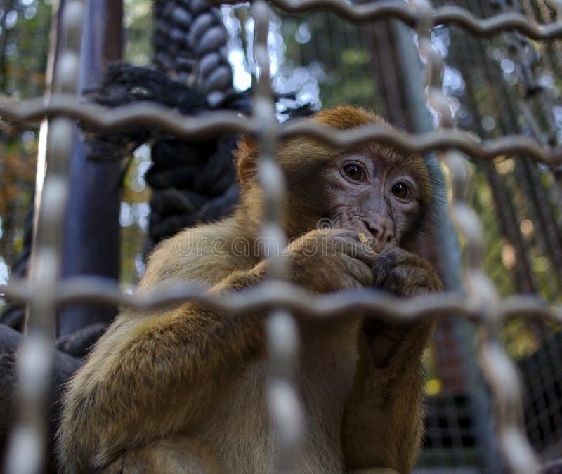 Barbary Macaque Behind Bars Eats a Nut Stock Photo - Image of eyes ...
