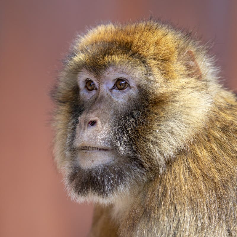 Barbary macaque stock photo. Image of animal, hair, eyes - 123378820