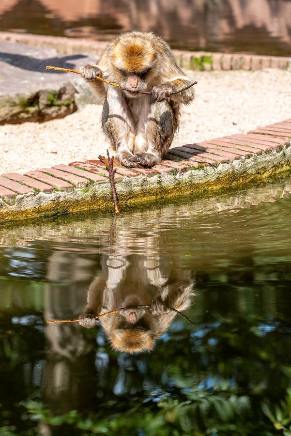 Barbary Macaque Eats by the Water Stock Image - Image of bear, leaves ...