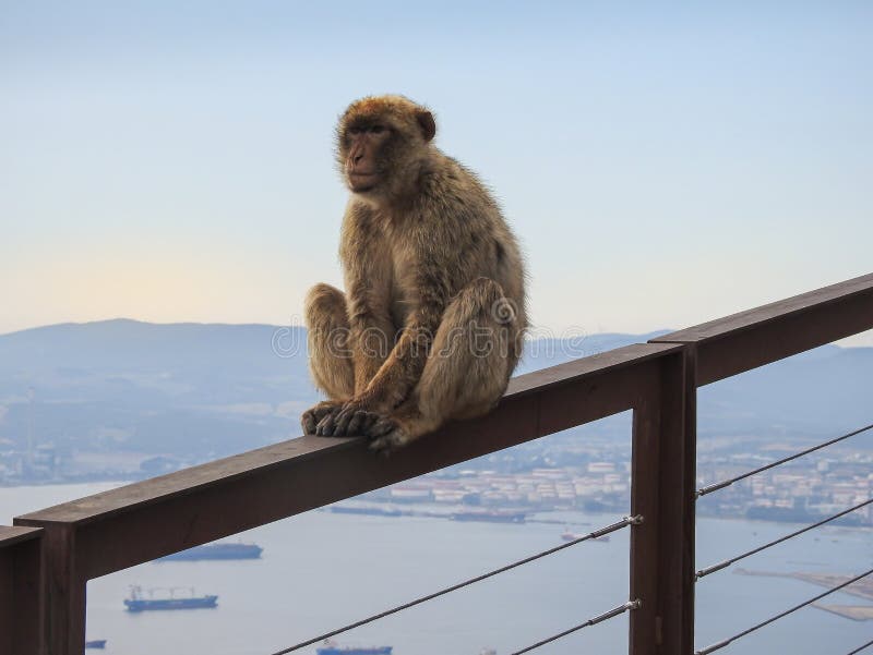 Porch Monkey Stock Photos - Free & Royalty-Free Stock Photos from ...