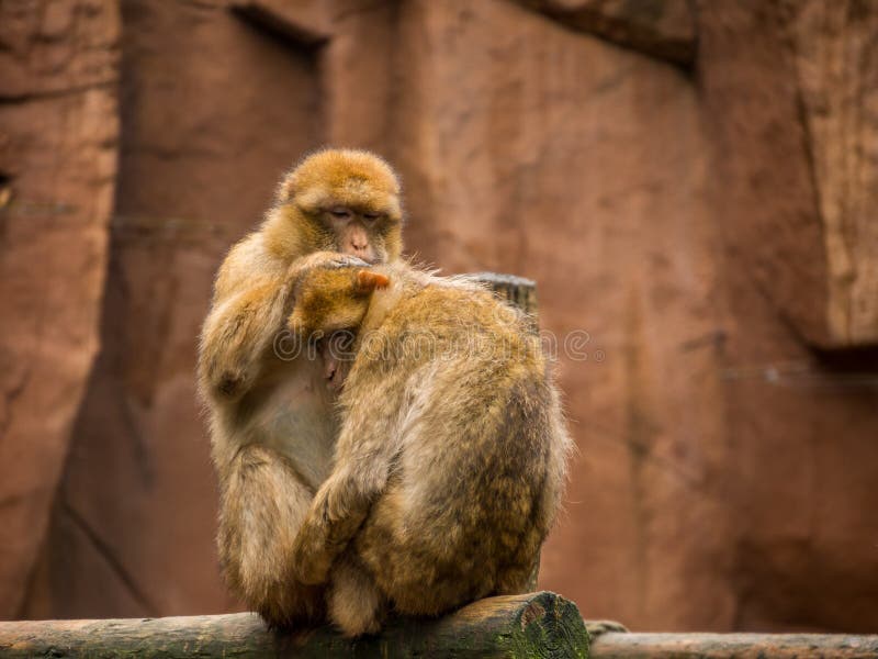 Barbary macaque grooming stock photo. Image of face, pair - 46193456